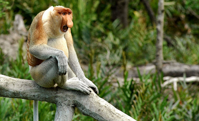 Animal You: Proboscis Monkeys