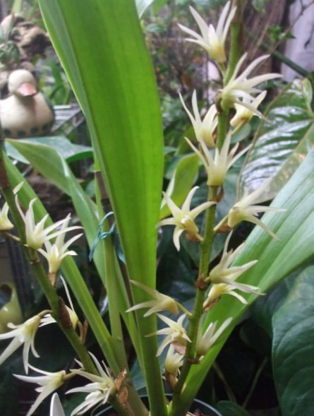 Kumpulan Gambar Bunga Anggrek Lengkap dengan Nama-Namanya - 1001 ...