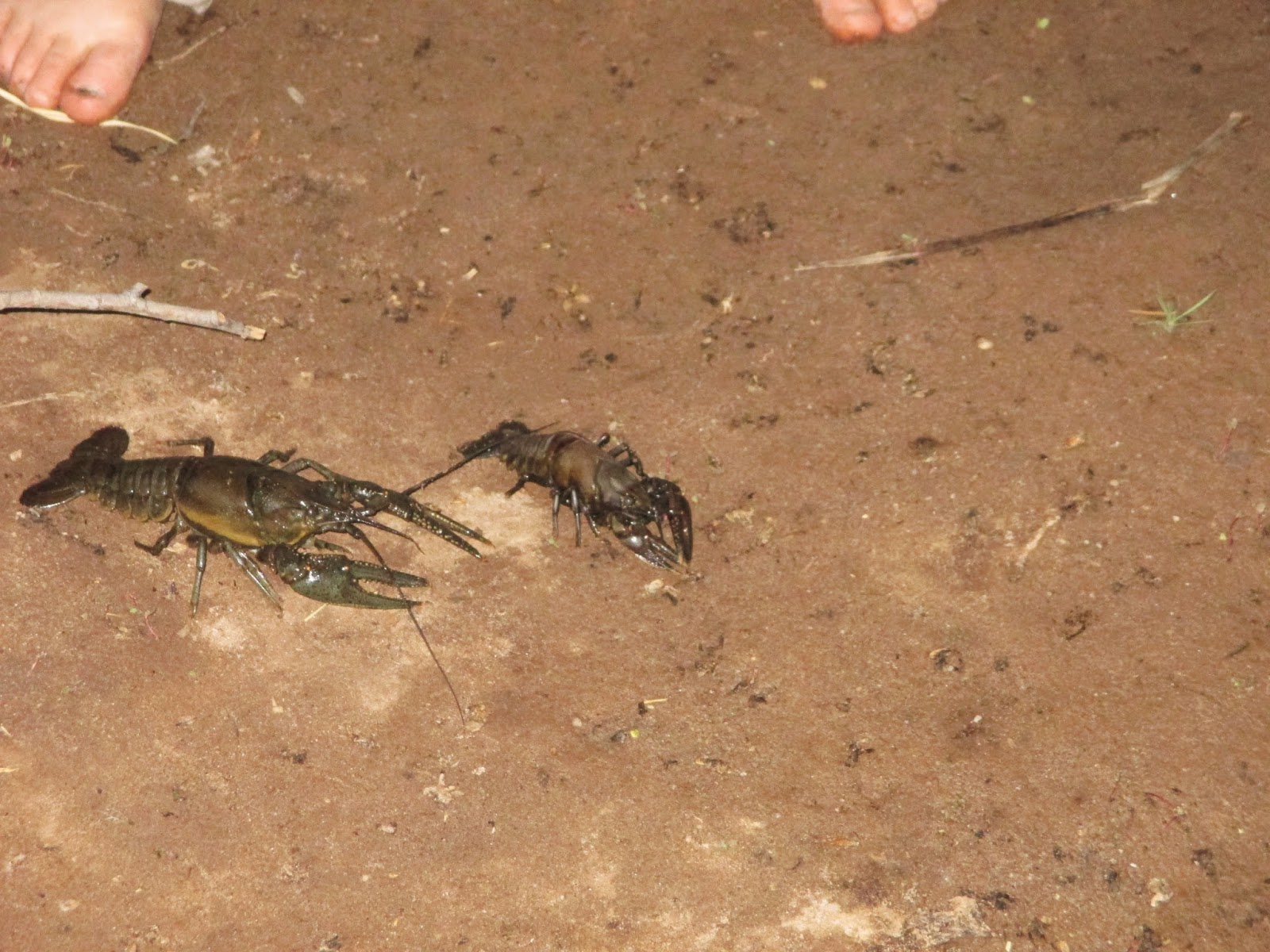 Backyard Excursions: Catching Crawdads at the San Pedro River