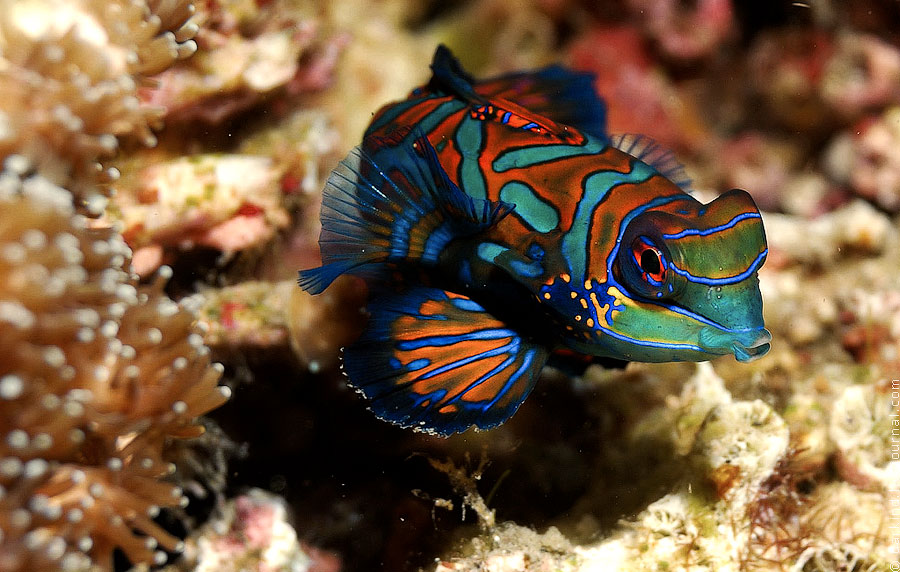 Curiosidades del Mundo: Curiosas fotos de peces raros Nº2.