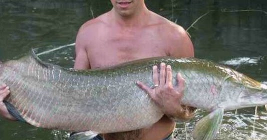 Anim Agro Technology: ARAPAIMA - IKAN GERGASI