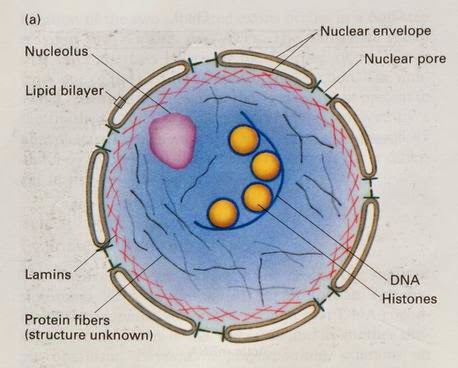 Nukleus | BIOLOGI