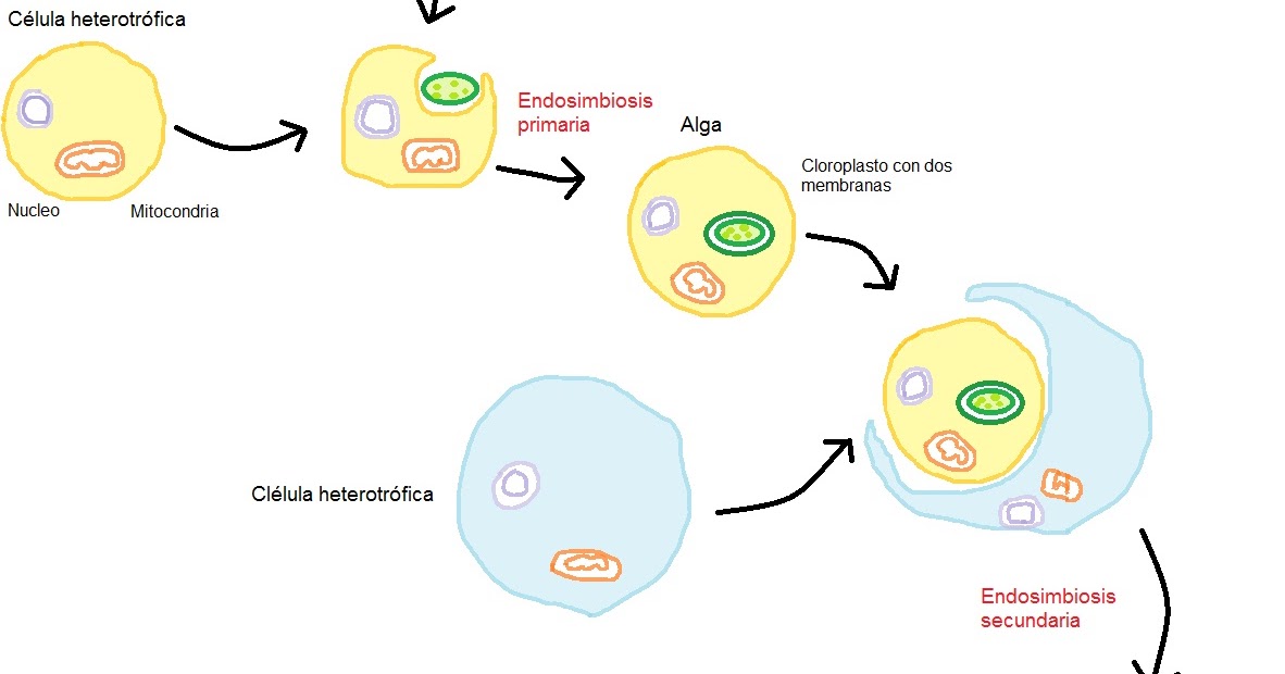 Club OIAB: Endosimbiosis en algas