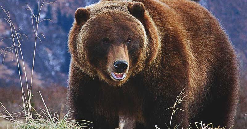 Unidad en la diversidad. Las subespecies de oso pardo.