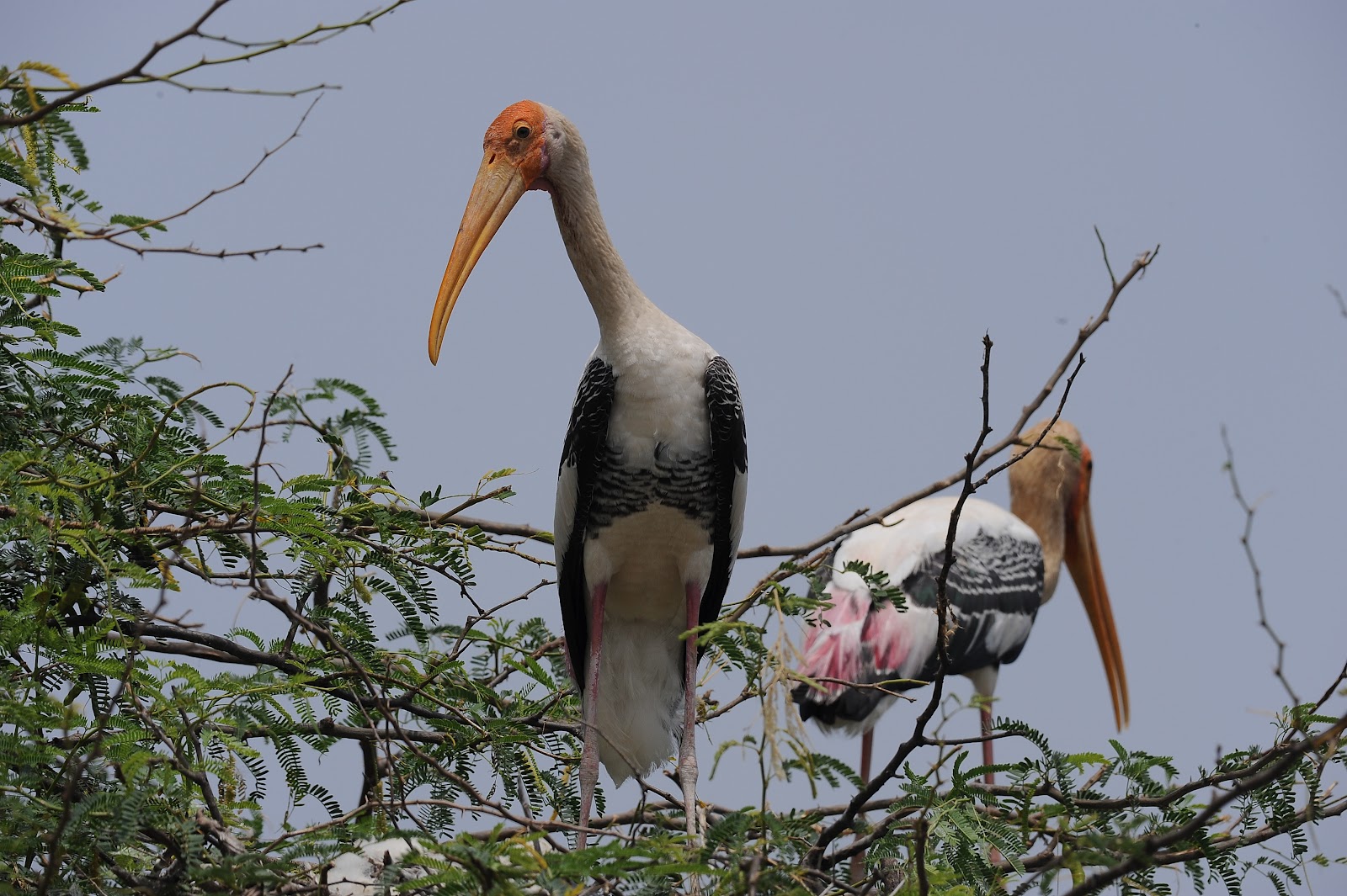 Koonthankulam Bird Sanctuary ~ Siva Travelogue