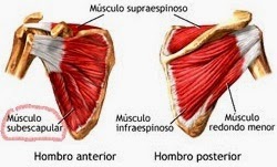 FISIOTERAPIA: EAMT Y VENDAJES: Estiramiento Pasivo tipo I del Músculo ...