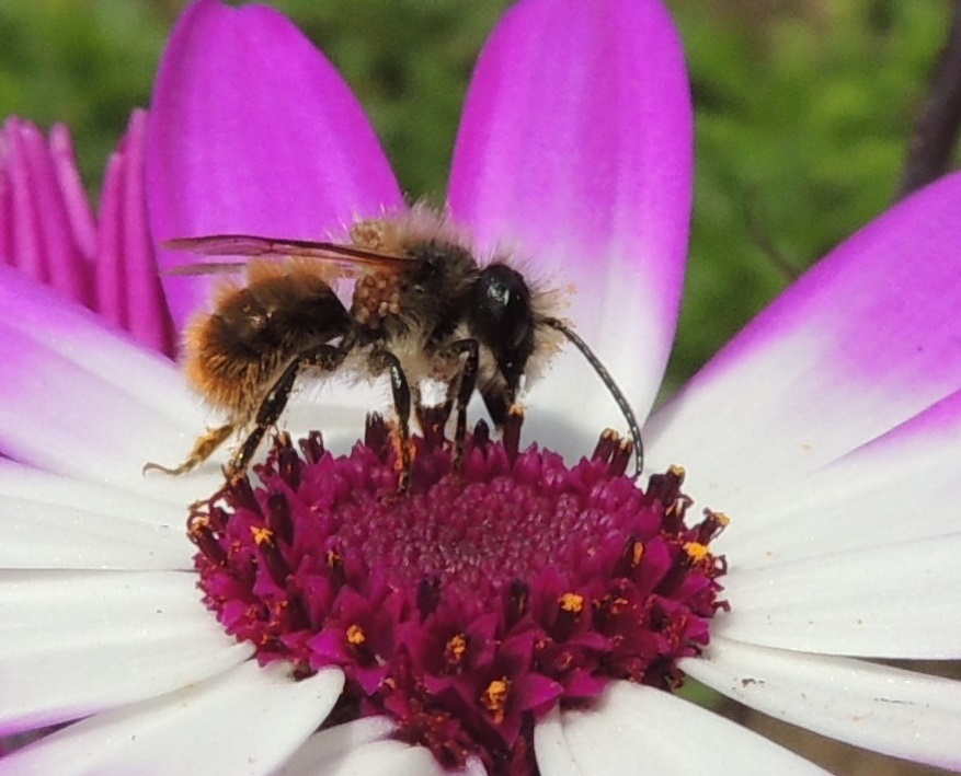 Pollinators: Unexpected Liaisons, Mites and Bees