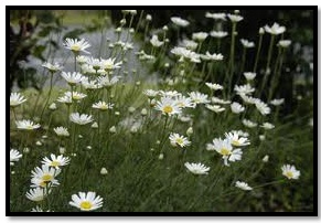 Jammu and Kashmir Medicinal Plants Introduction Centre: Pyrethrum ...