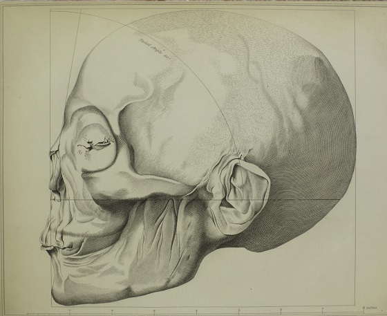 A Short History of Wax: Adipocere