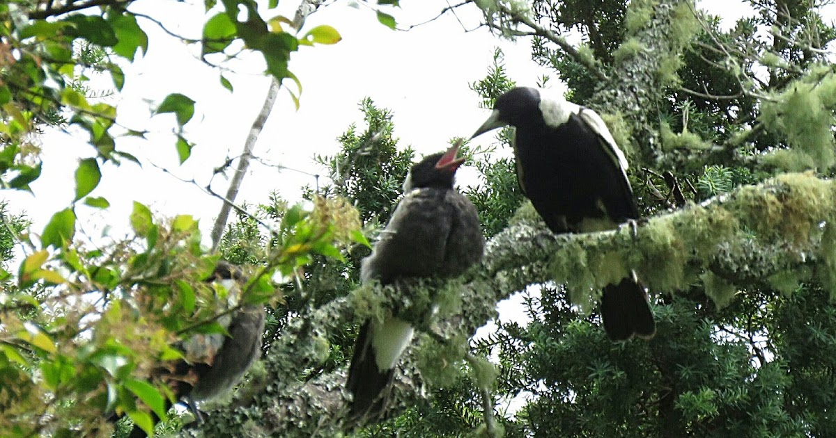 Bird & Travel Photos, Birding Sites, Bird Information: ADULT AUSTRALIAN ...