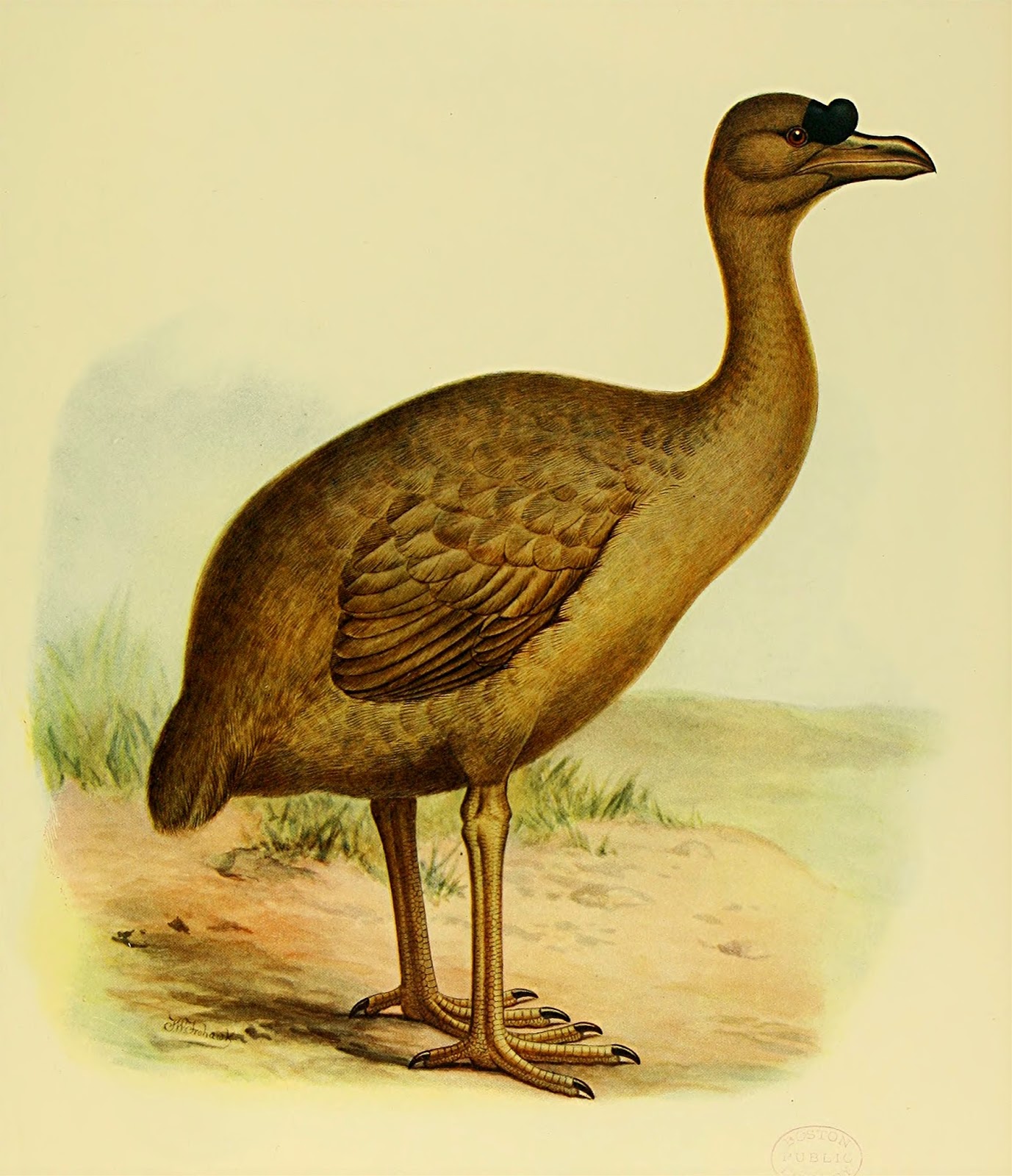 ShukerNature: EXPOSING THE LIVERPOOL PIGEON - A DODO-RELATED LIVER BIRD!