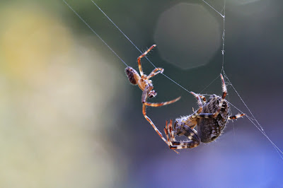 TravelMarx: The Spider Dance and the Spiderlings