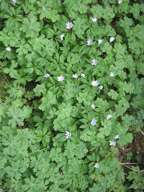 Weeding on the Wild Side: Deciduous and Ephemeral Ground Covers