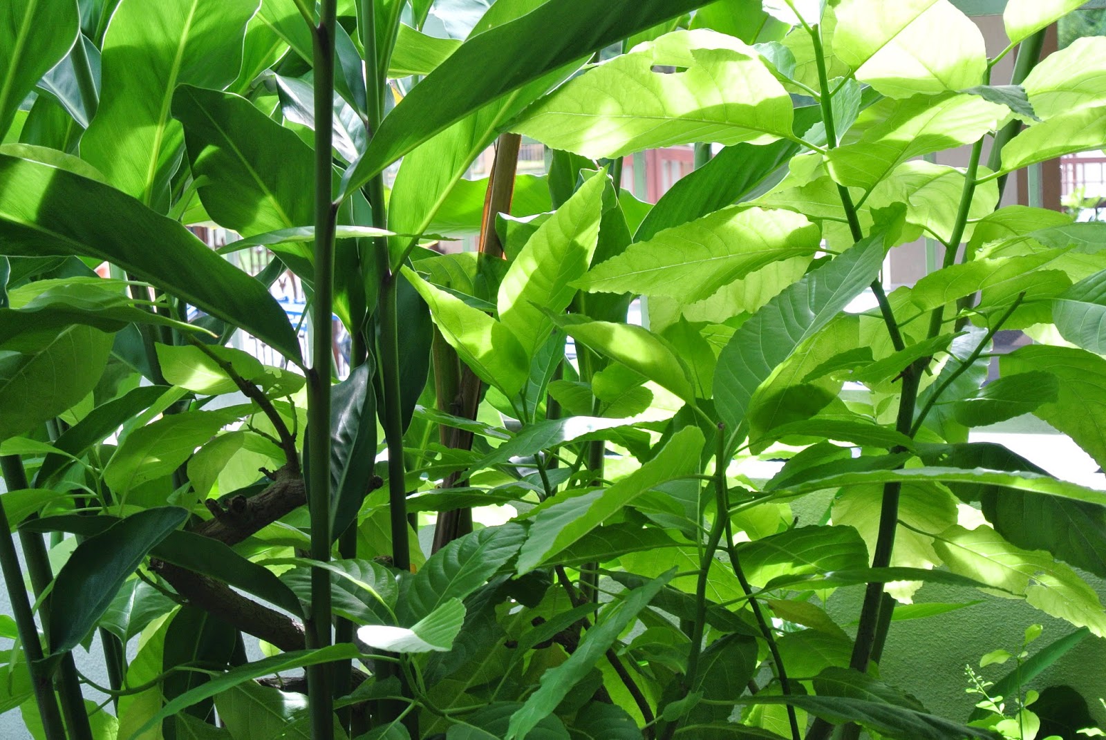 Pretty Simply Normal: SA Garden Catalogue: Pisonia Alba