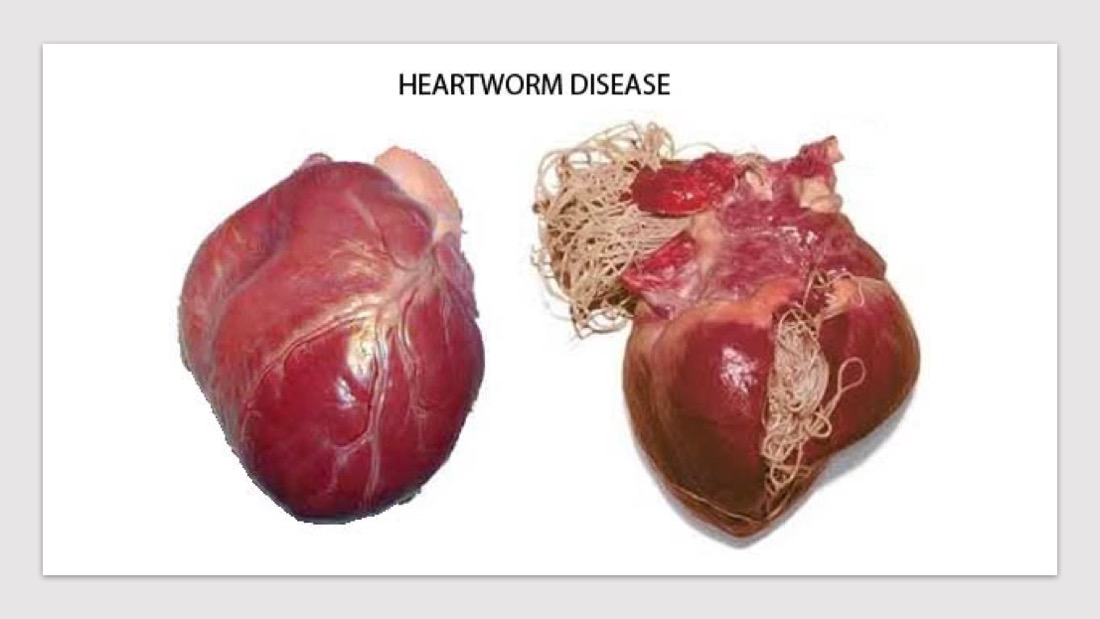 Heart Worms Heartworm Infographics American Heartworm Society