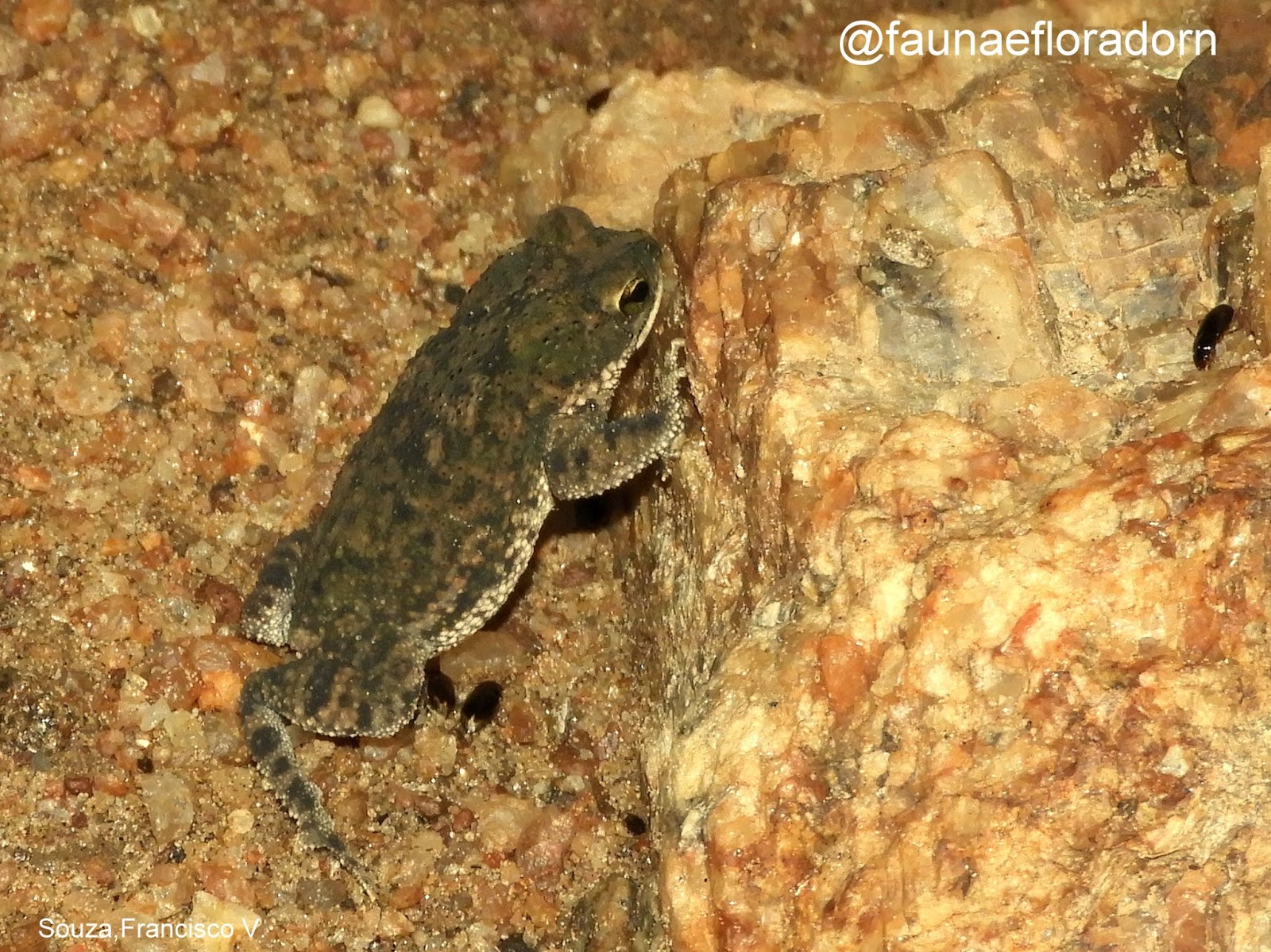 FAUNA E FLORA DO RN: Sapo-de-verruga Rhinella granulosa (Spix, 1824)