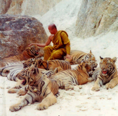 BuzzCanada: Tiger Temple where Monks live with the deadly big cat