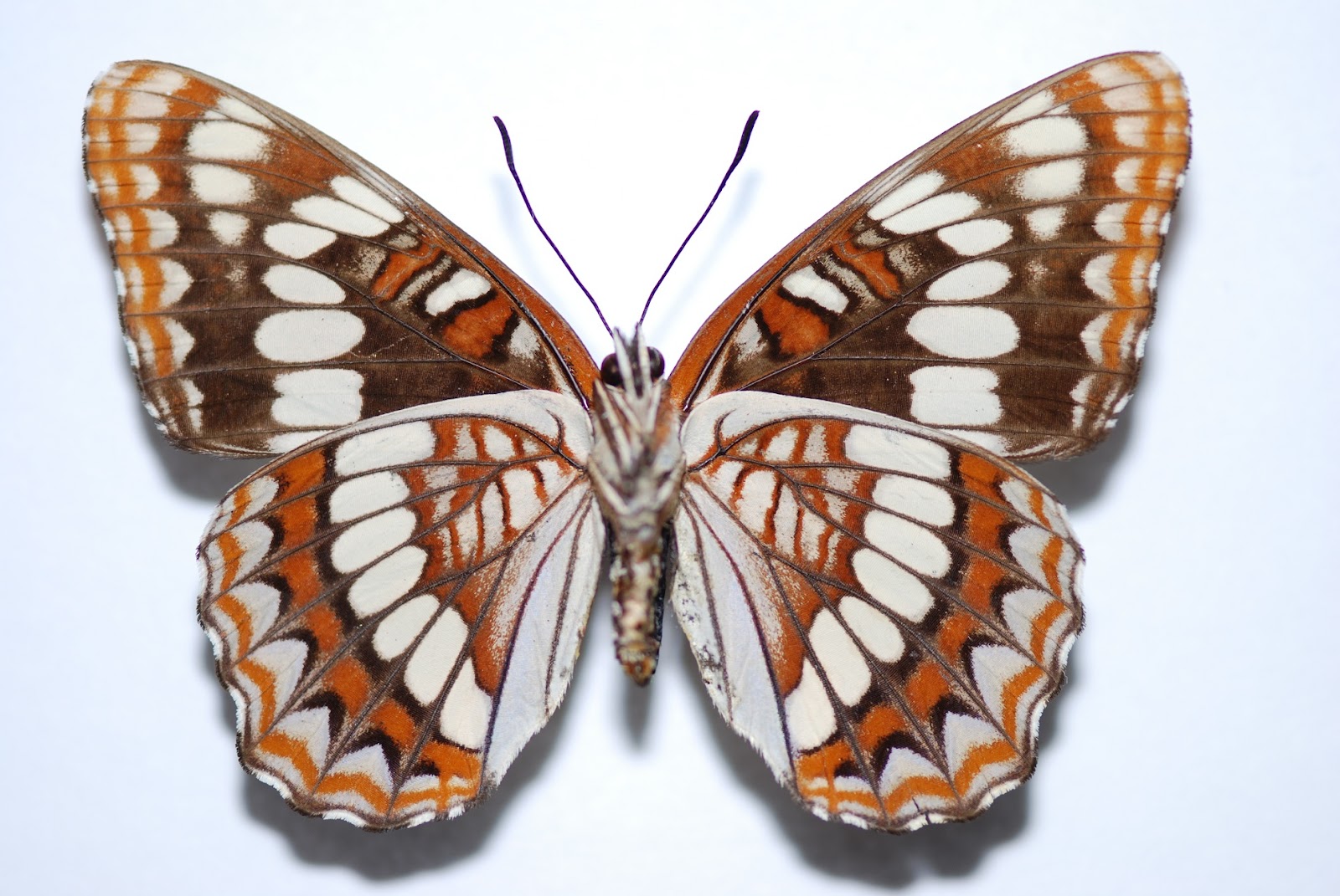 Northwest Butterflies: Introducing my new macro photo setup