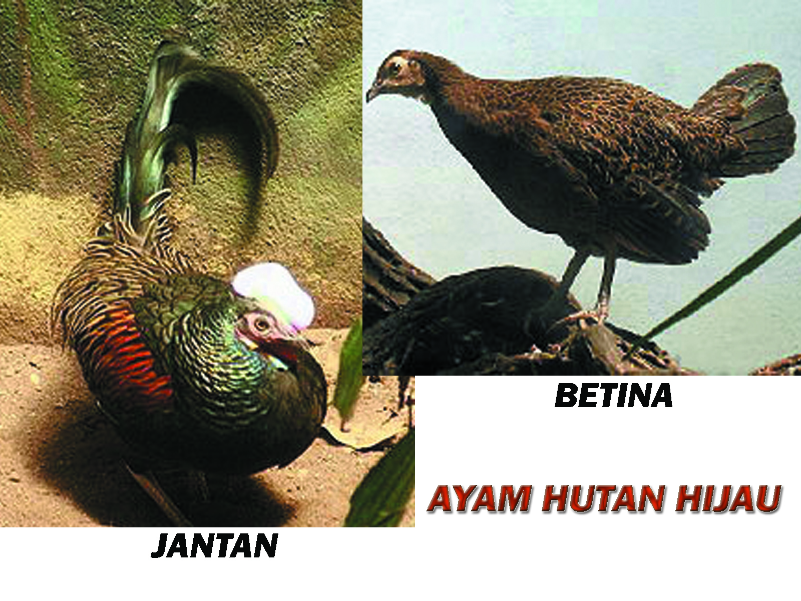 Informasi Tentang Ayam Hutan Hijau | Burung Gue