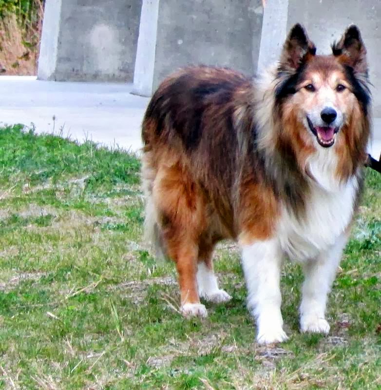 a voice from the rustbelt: Lassie con colores