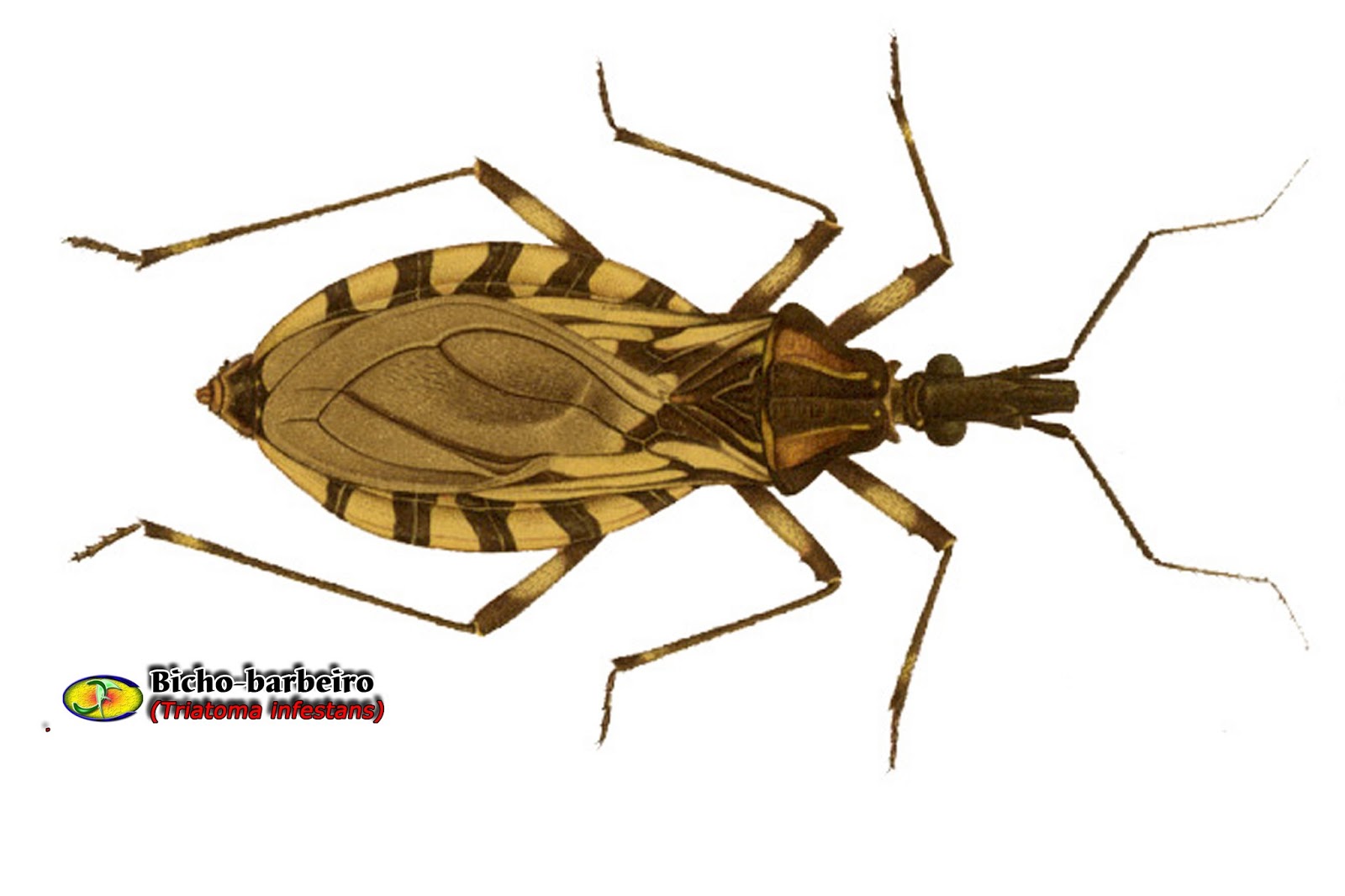 Zoologia: Barbeiro (Triatoma infestans)