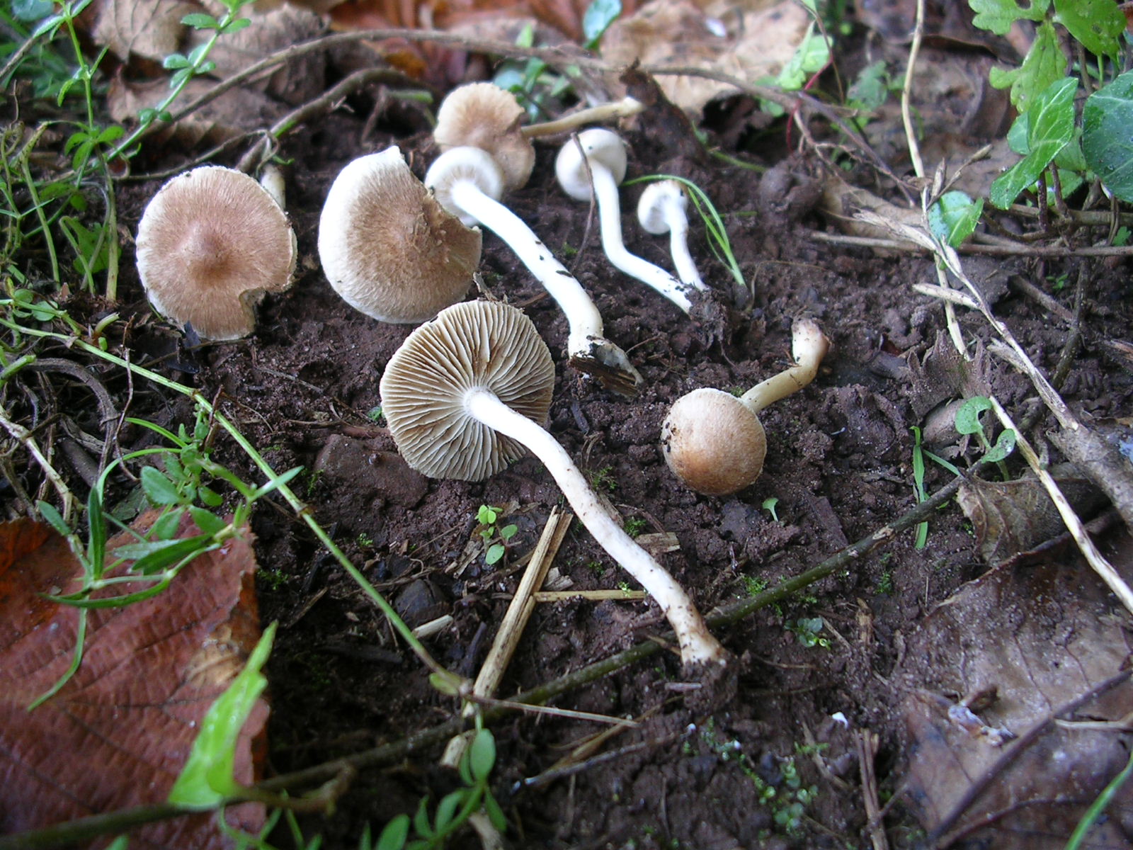 El género Inocybe en Asturias: Inocybe pallidipes