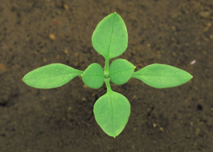 Common Chickweed Seedling