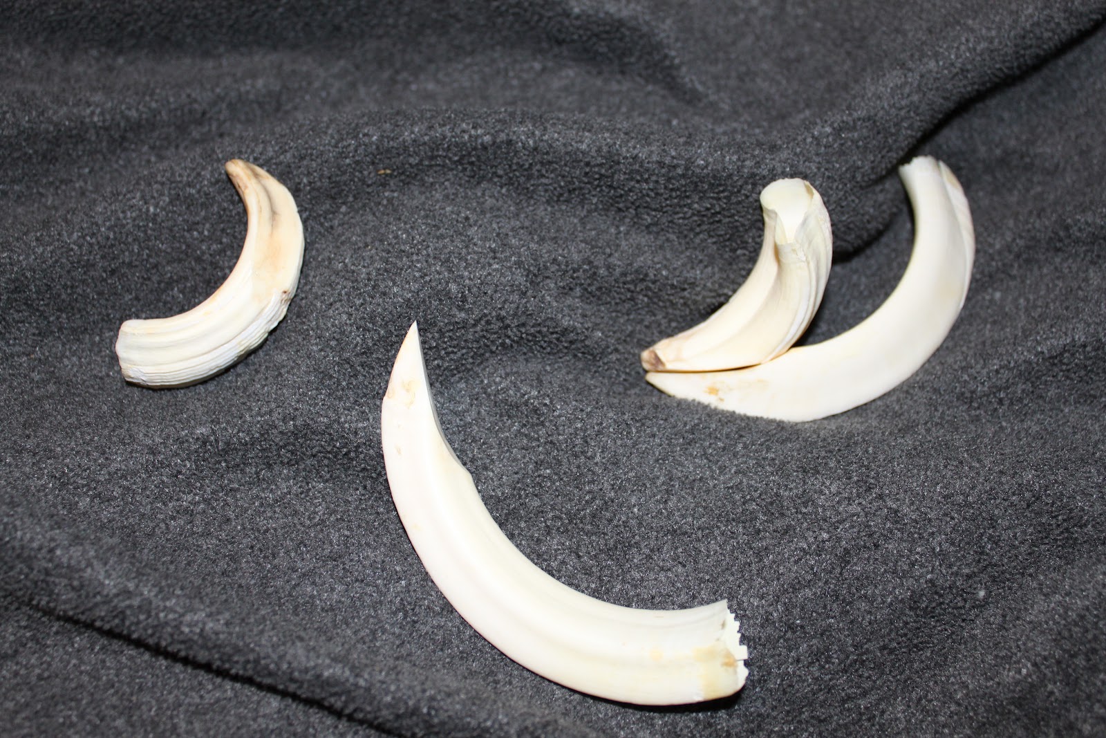 Barrel Smoke: Hunting Stories: How do you stop a charging boar?