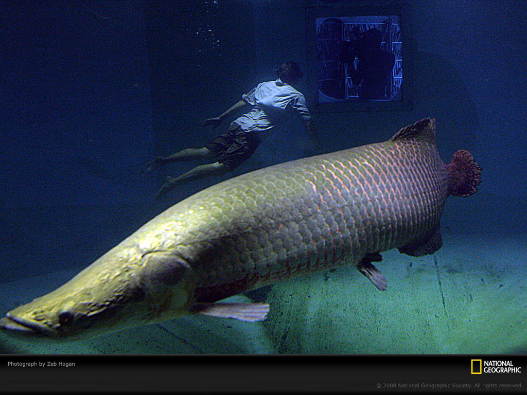 OMOIDE & DREAMS.: Grandes Peces. Dato Inútil del Día.