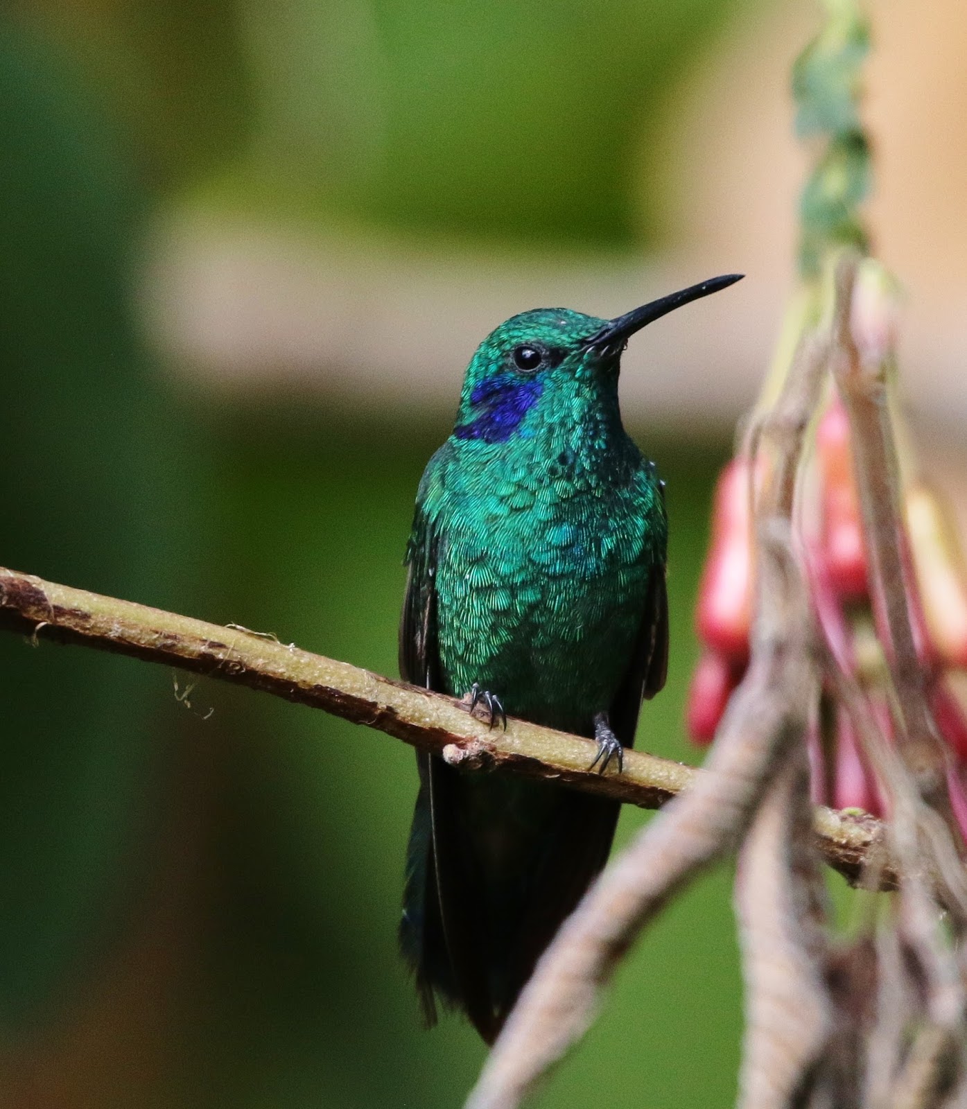 Nuestro bello mundo...: Visitando La Casa del Angel del Sol en el Valle ...