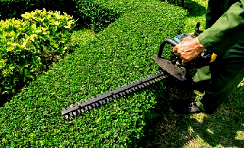 Guía de poda en otoño. Plantas que se deben podar y plantas que no.