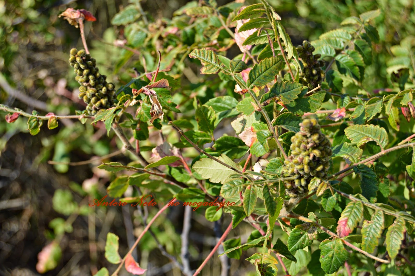 mogadouro (ho mogadoyro): O cultivo do sumagre em terras de Mogadouro