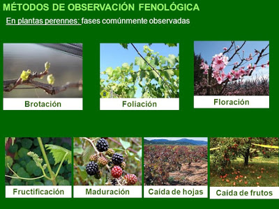 FENOLOGÍA DE CULTIVOS