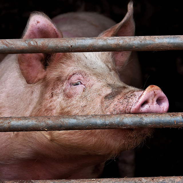 GM-free Scotland: A succession of sick pigs?