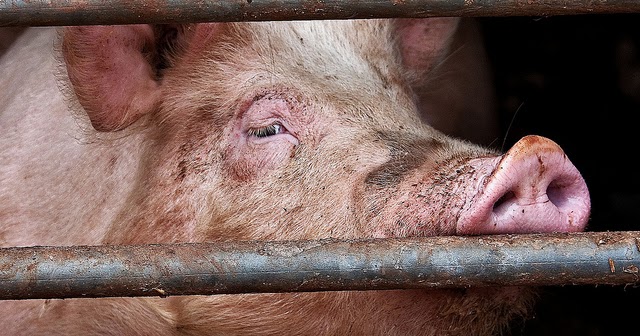 GM-free Scotland: A succession of sick pigs?