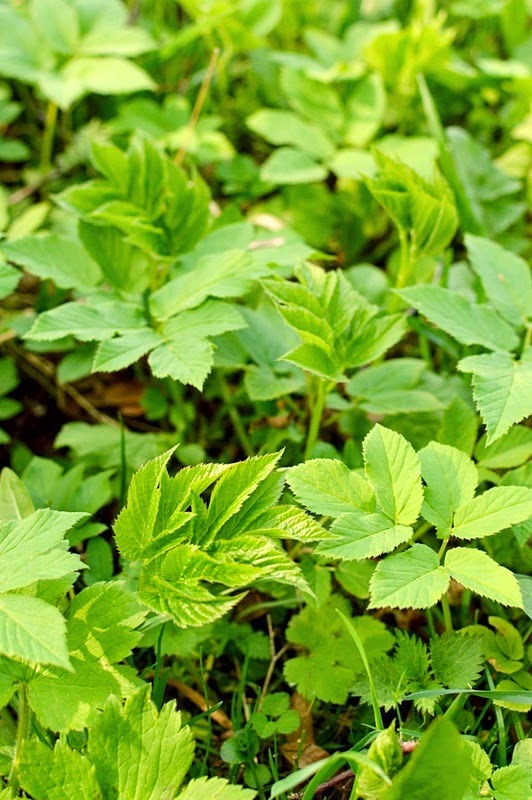 Su šaukštu aplink pasaulį: Garšvų sriuba