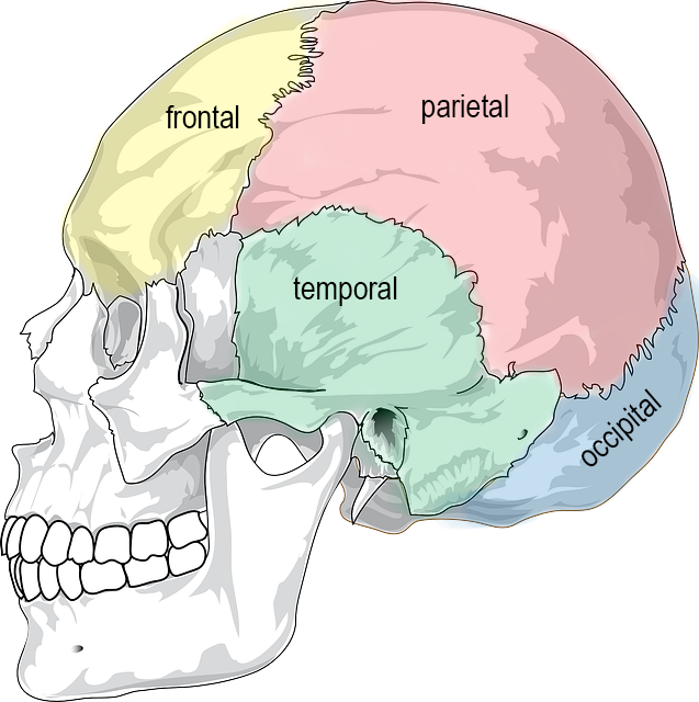 MavirieArt: Estructura del cuerpo humano: el Cráneo