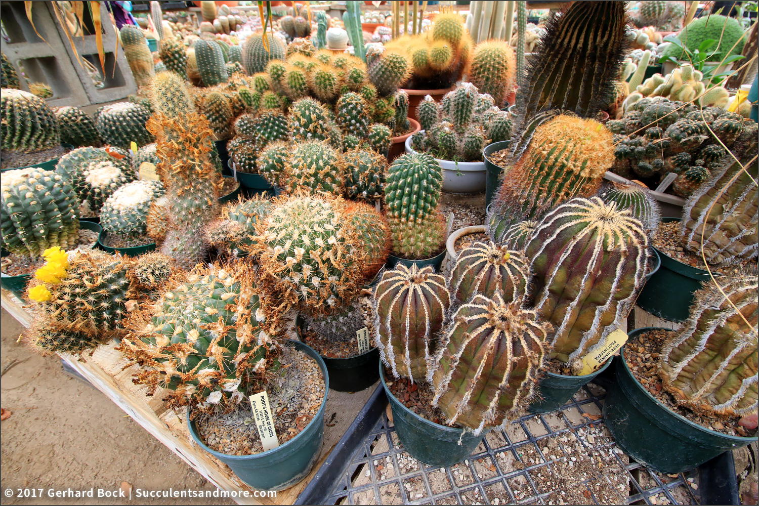Field trip to Poot's Cactus Nursery (part 1)