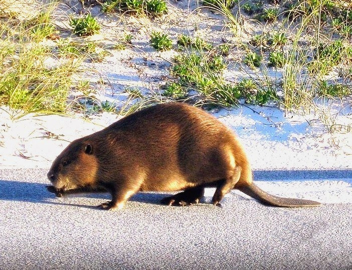 Contes d' Animals: EL CASTOR