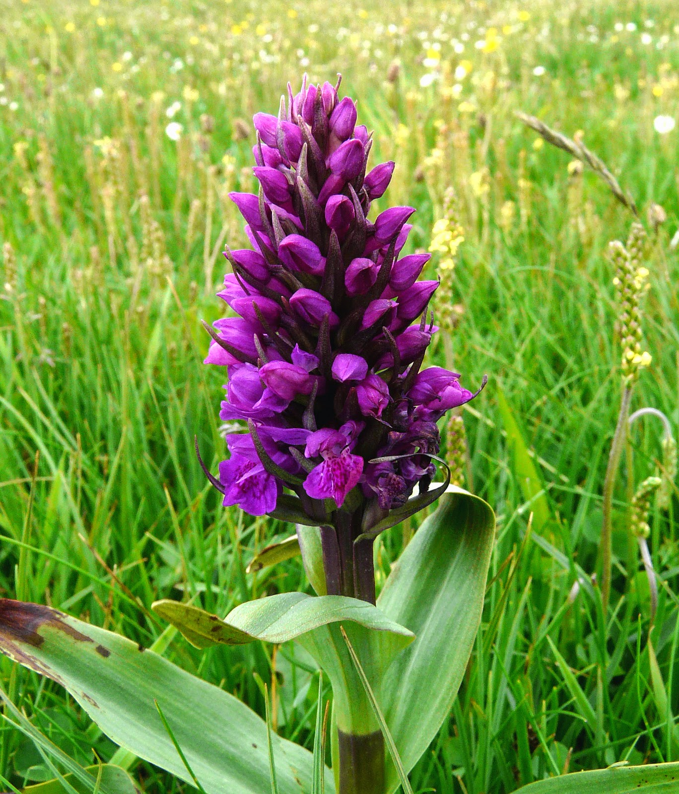 Species of UK: Week 64: Marsh Orchids ('Dactylorhiza')