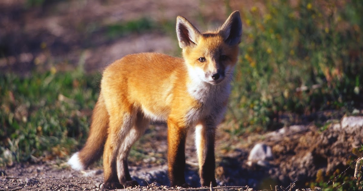 How weird is it to see a fox running around in real life?