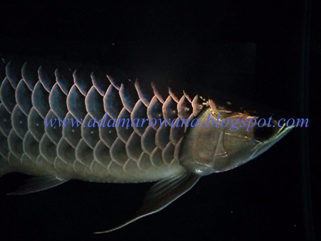 Malaysian Golden Arowana & Udang Galah Sungai: Mengenal Jantina Arowana