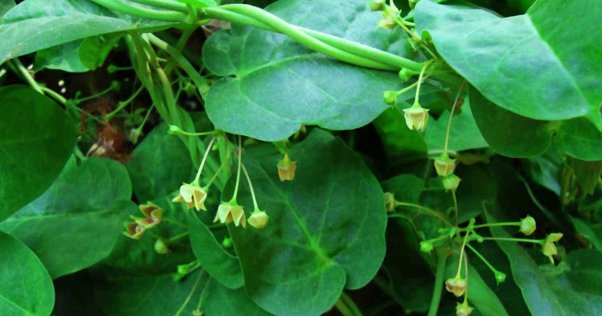 PERIYAR spice and ayurvedic garden: vallippala