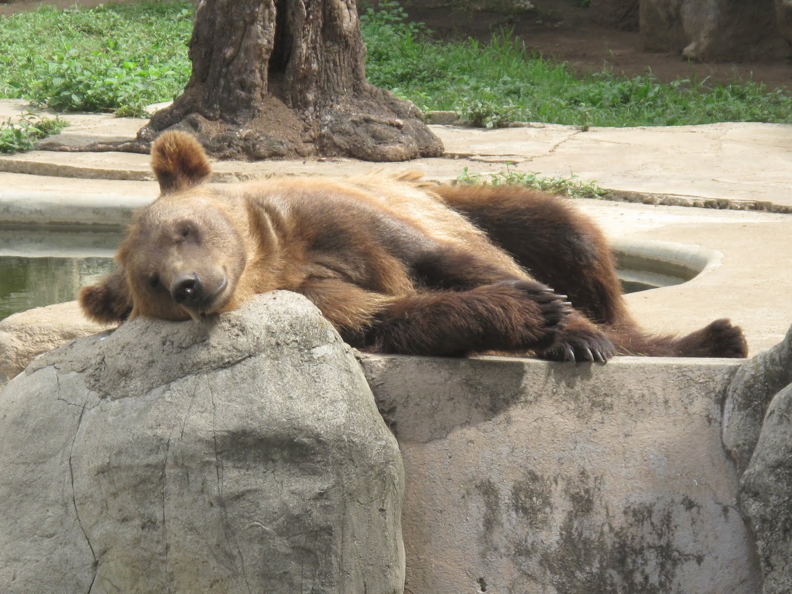 ZOOLOGICO 2011!: OSO CAFE (URSIDAE)