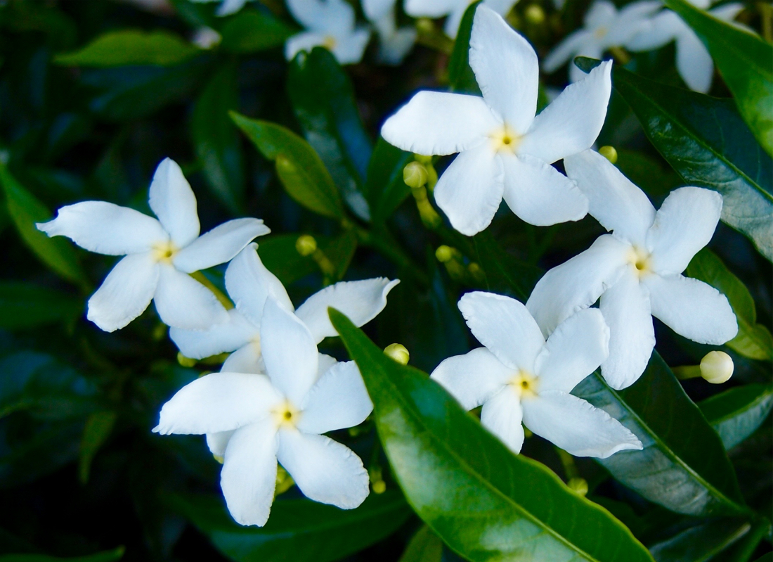 une fleur d'un jour: :: trachelospermum jasminoides