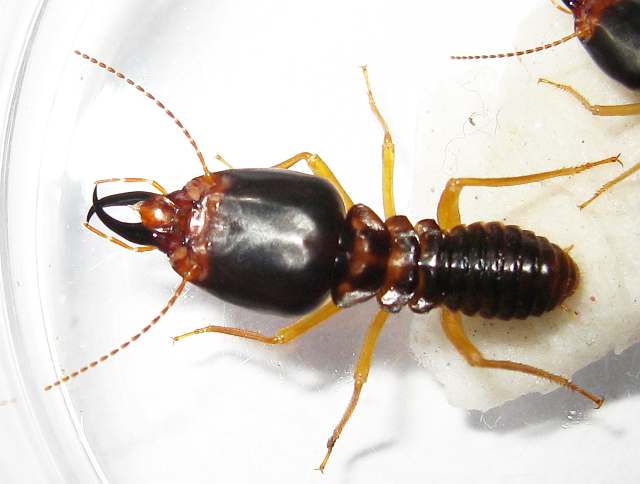 Photos and Info on Ants and Termites of Malaysia: Macrotermes Carbonarius