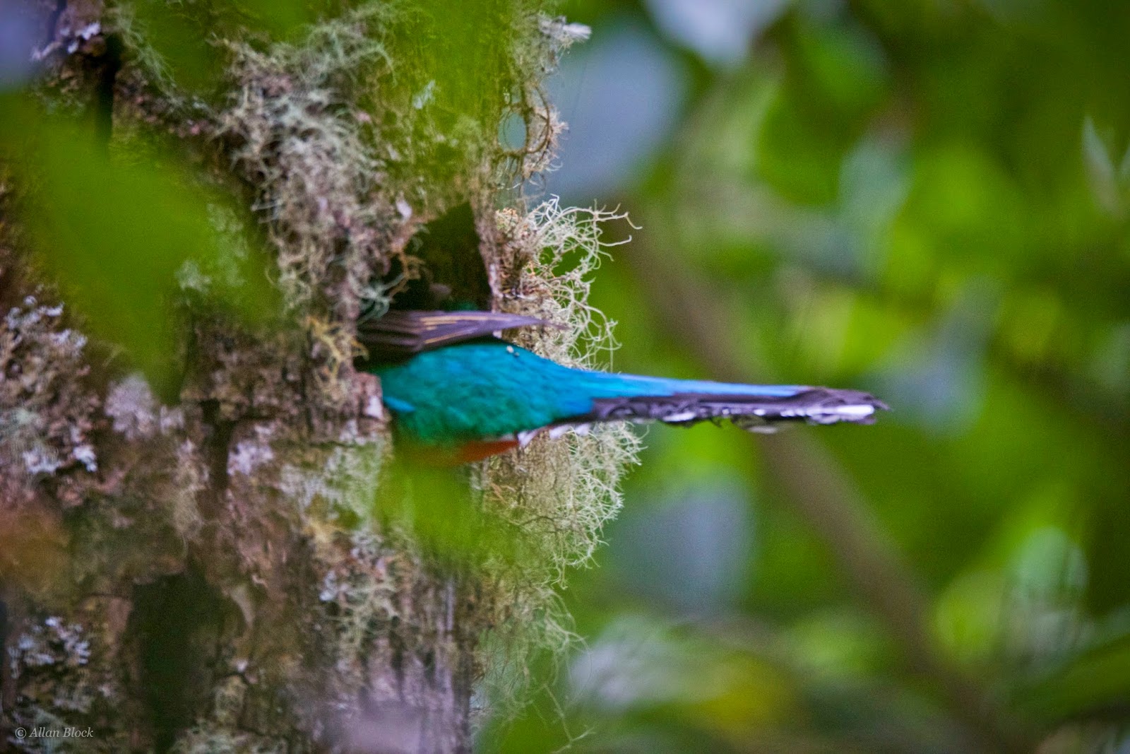 Feather Tailed Stories: Resplendent Quetzal