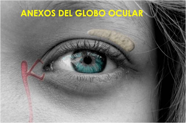 Bulbo Ocular y Vía Óptica: Anexos del globo ocular