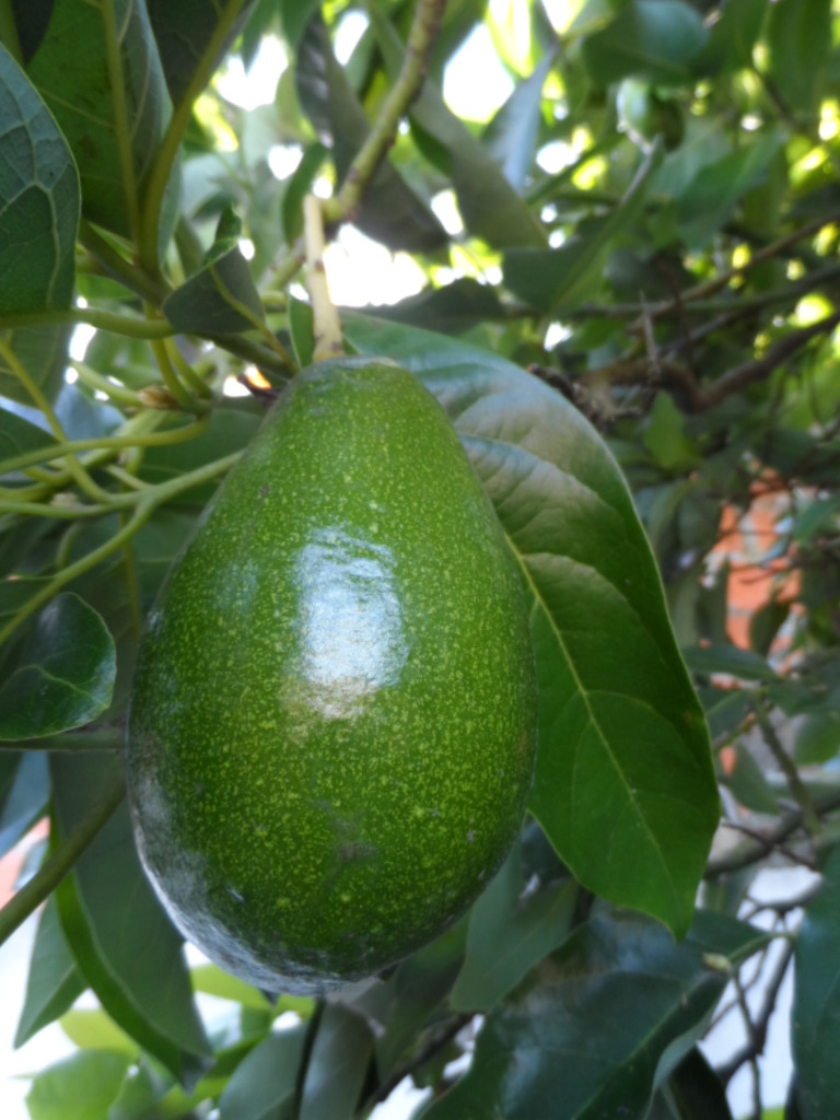 Abacate - Fruto e Árvore em Portugal: Dezembro 2015