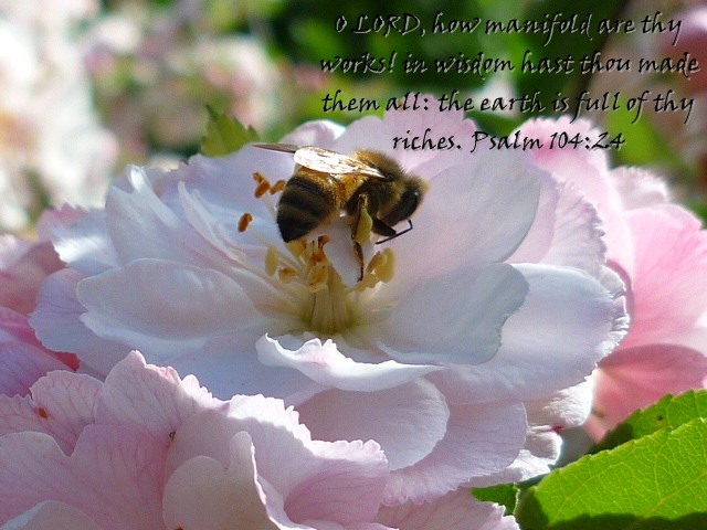 KJV Bible Wallpapers Psalm 104 24 kjv-bible-wallpapers-psalm-104-24